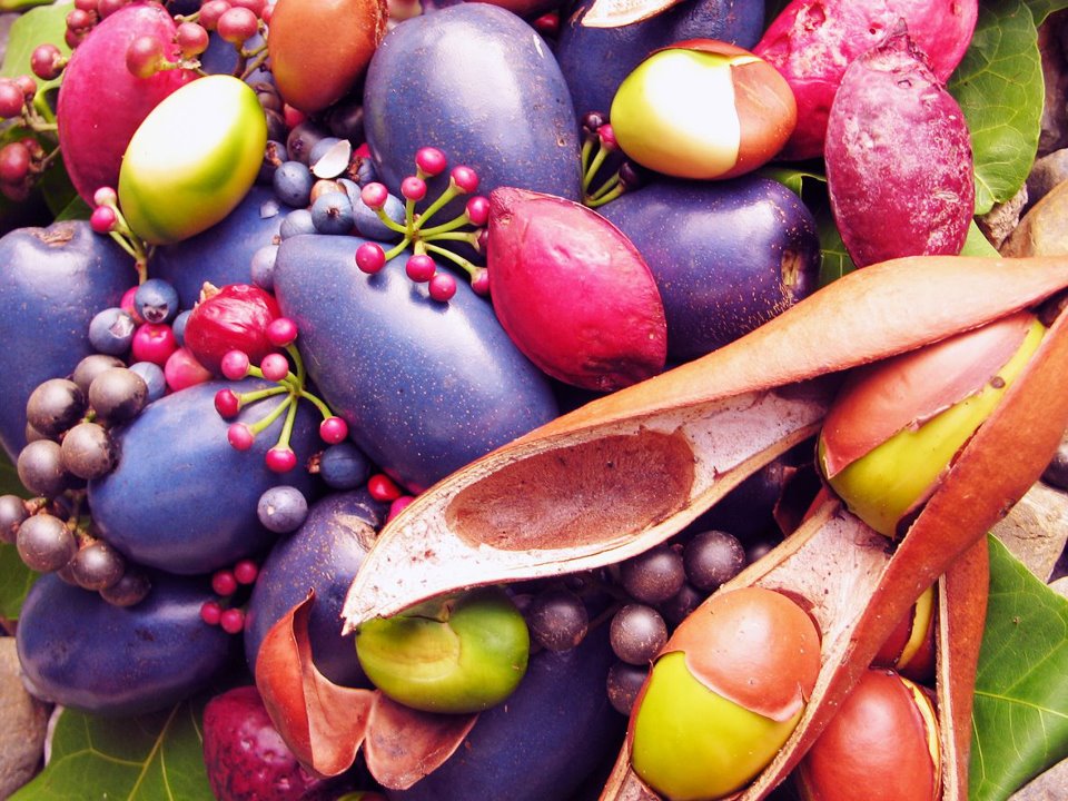 Emmeline Norris – Skyrail Rainforest Foundation